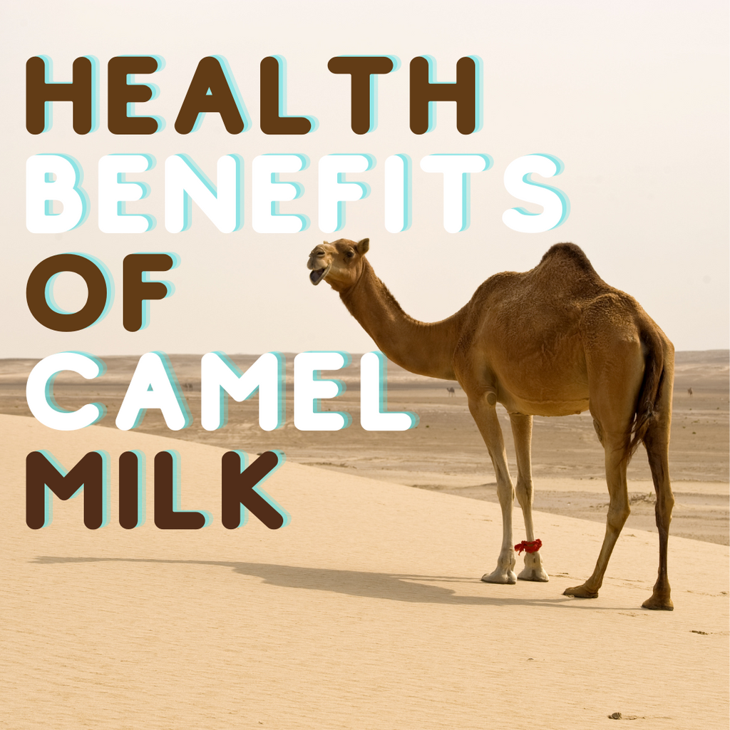 12 Remarkable Health Benefits Of Camel Milk – Sensational Seasonals